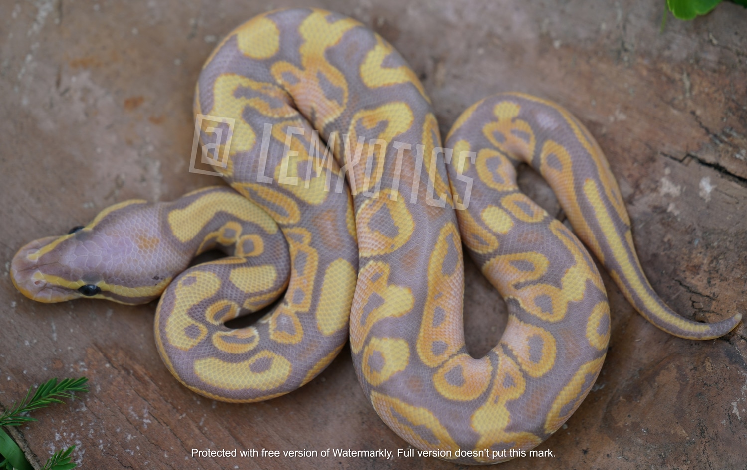 Banana YB 50% Poss Het Pied Ball Python by LEM Xotics - MorphMarket