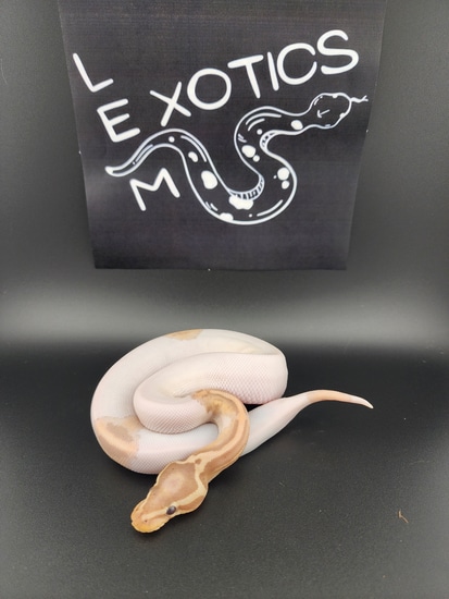 Banana Yellowbelly Pied Ball Python by LEM Xotics