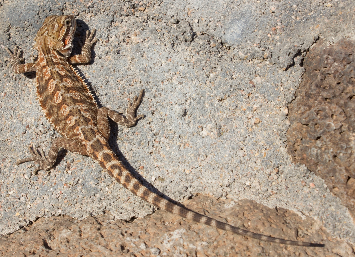 Normal Scale Female Central Bearded Dragon by Dragon's Hoard - MorphMarket