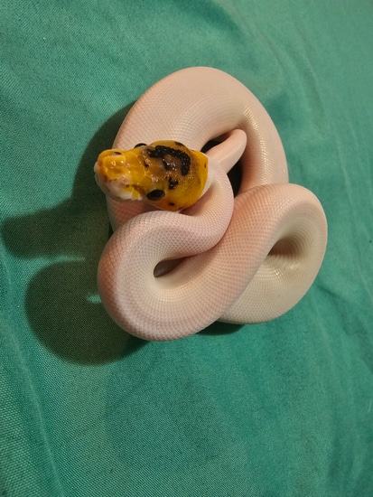 Spied Ball Python by JMB Reptiles