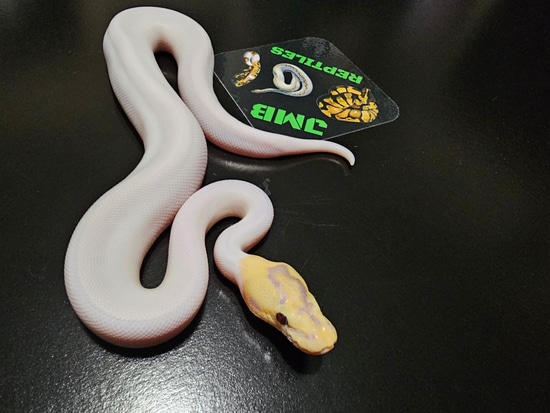 Banana Spider Pied Ball Python by JMB Reptiles