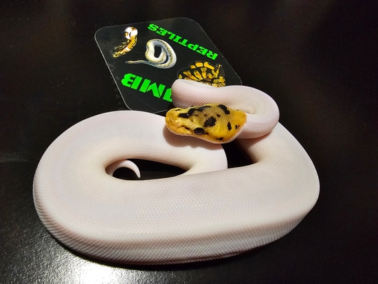 Spider Pied Ball Python by JMB Reptiles