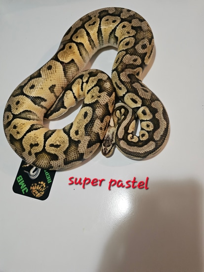 Super Pastel Ball Python by JMB Reptiles