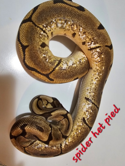 Spider Het Pied Ball Python by JMB Reptiles