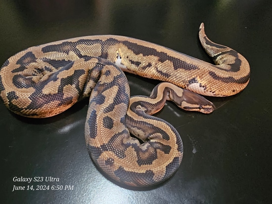 Pied Ball Python by JMB Reptiles