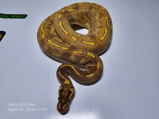 Enchi Freeway Ball Python by JMB Reptiles