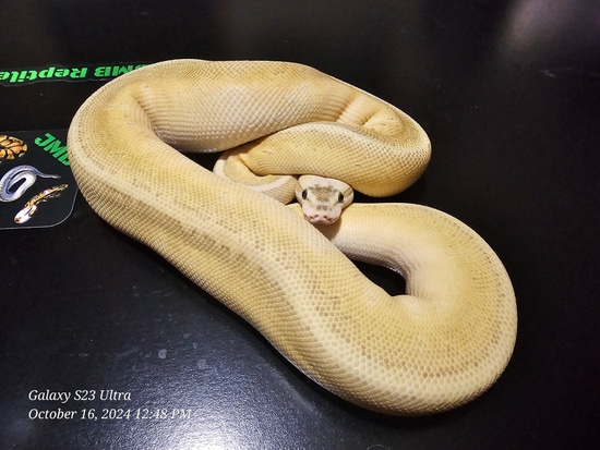 Super Pastel Lesser Pinstripe Ball Python by JMB Reptiles