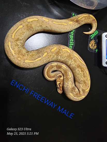 Enchi Freeway Ball Python by JMB Reptiles