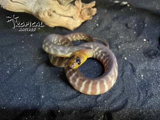 Woma Python by Tropical Natives