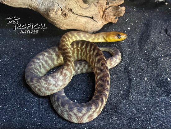 Woma Python by Tropical Natives