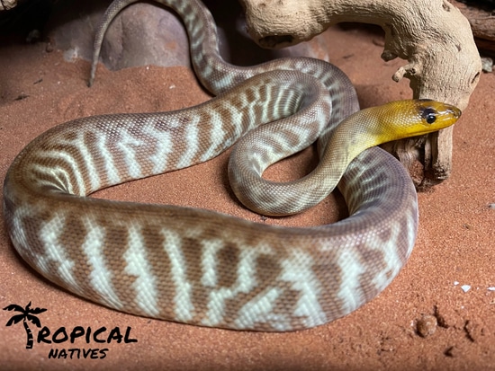Woma Python by Tropical Natives