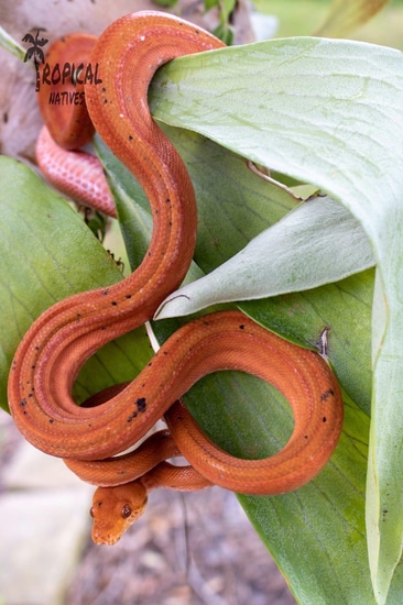 Calico Tiger Amazon Tree Boa by Tropical Natives
