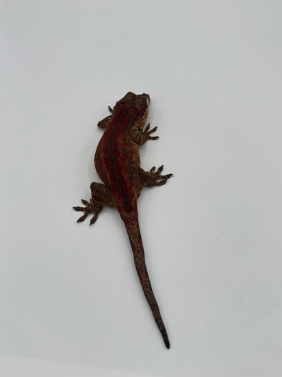 Proven Red Stripe Female Gargoyle Gecko by Drakones Lair Geckos