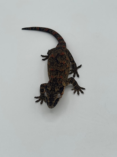 Proven Female Orange Blotch Gargoyle Gecko by Drakones Lair Geckos