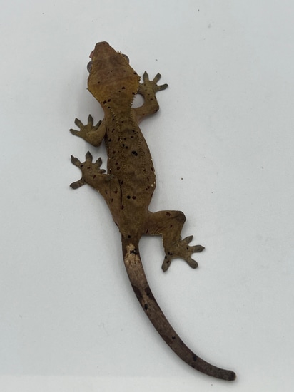 Phantom Dalmation NPV Crested Gecko by Drakones Lair Geckos