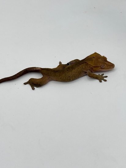 Phantom NPV Crested Gecko by Drakones Lair Geckos