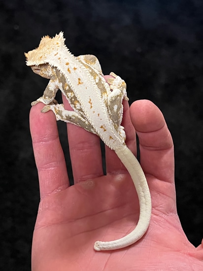 Lilly White Crested Gecko by Drakones Lair Geckos