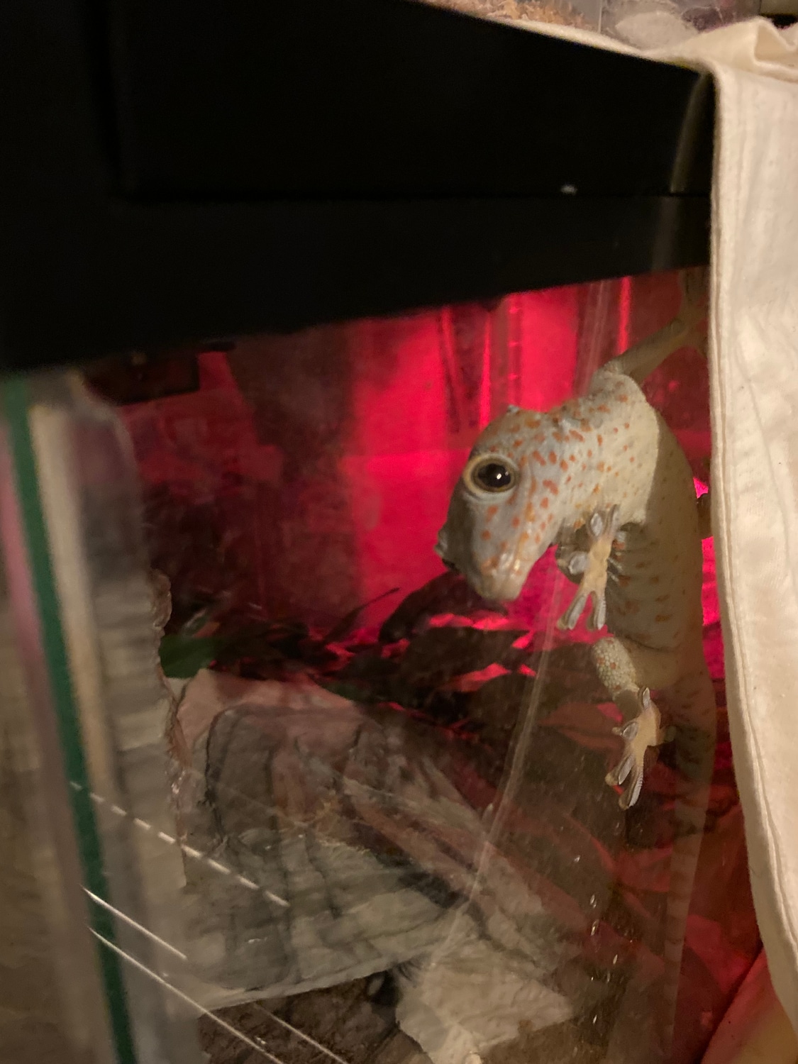 CB ‘20 Male Tokay Gecko by That Which Crawls Herpetology - MorphMarket