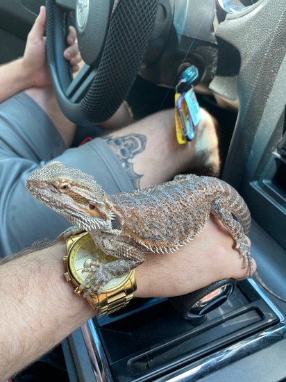 Central Bearded Dragon by Wiggly Worms Exotics