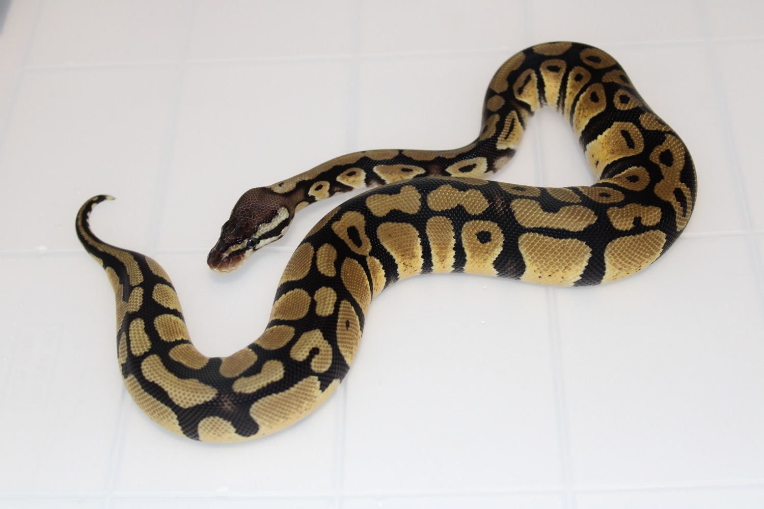 Pastel Het Vpi Axanthic Het Desert Ghost Ball Python by Dr. Ball Python - MorphMarket