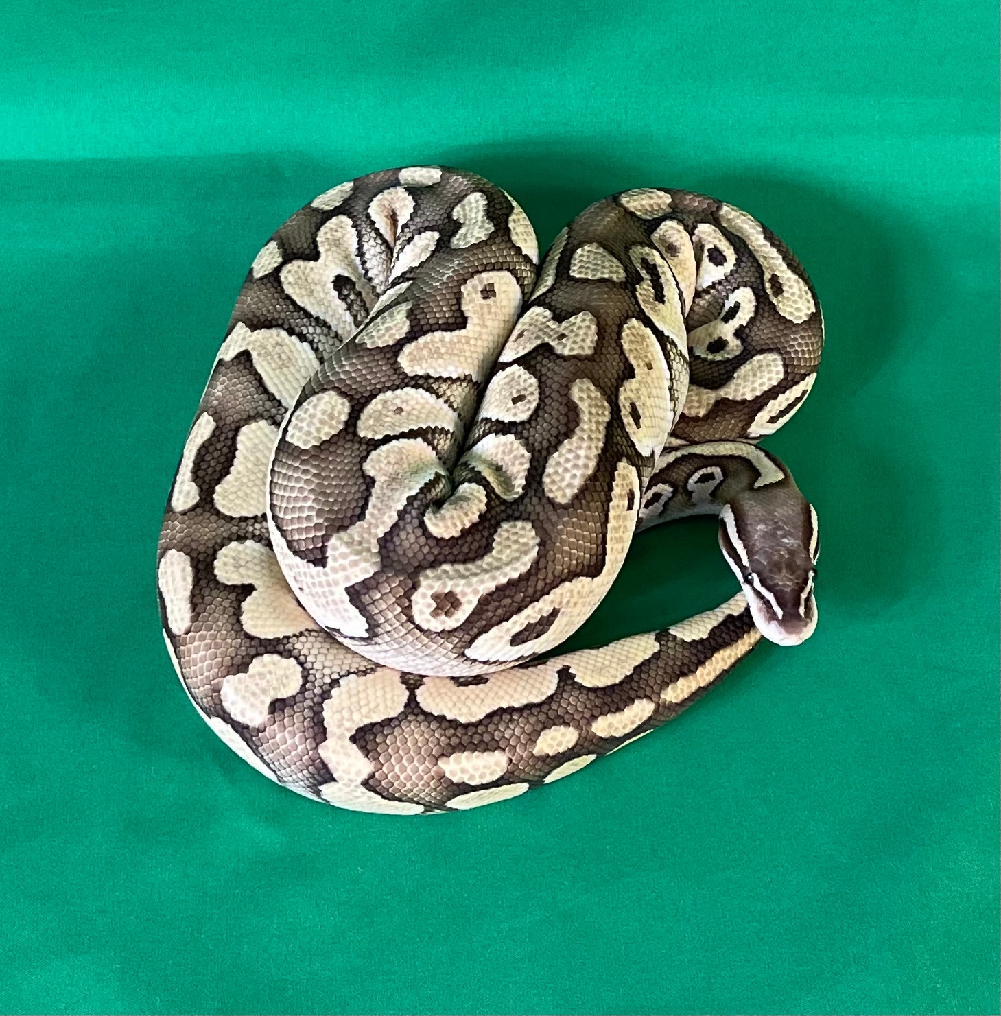 Butter Pastel Ball Python by Dr. Ball Python - MorphMarket