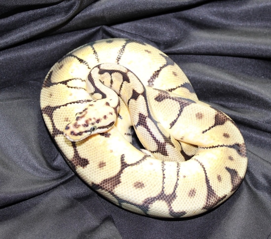 Bumblebee Het Vpi Axanthic Het Clown Ball Python by Dr. Ball Python