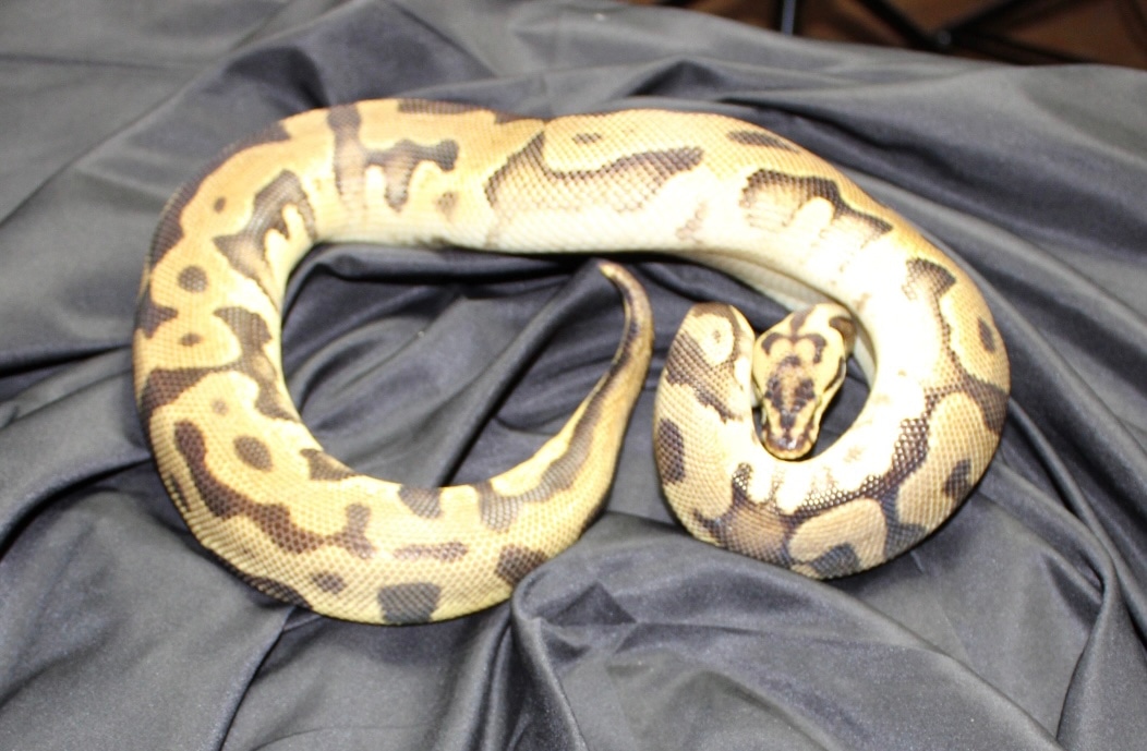 Pastel Enchi Leopard Het Clown Het Pied Ball Python by Dr. Ball Python ...
