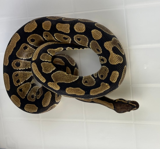 Het Clown Ball Python by Dr. Ball Python