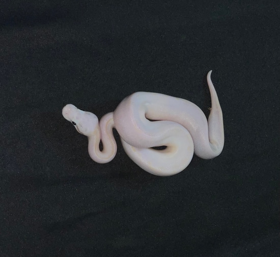 Ivory Pastel Ball Python by Dr. Ball Python