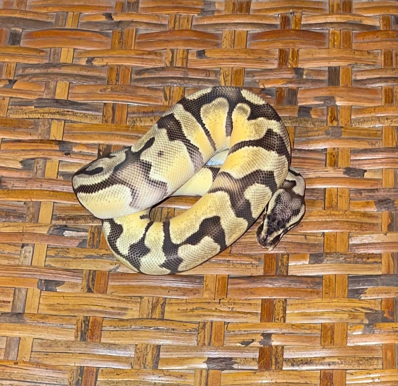 Super Orange Dream Pastel Enchi Ball Python by Dr. Ball Python - MorphMarket