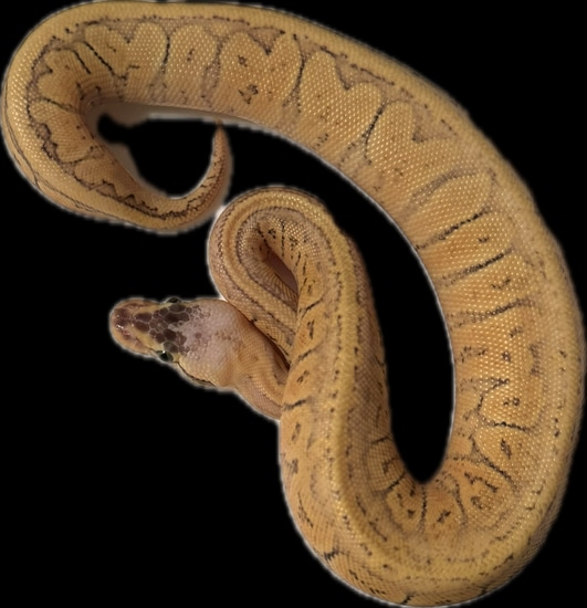 Pastel Pinstripe Fire Yellowbelly/Gravel Ball Python by Dr. Ball Python