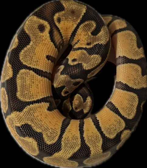 Super Orange Dream Enchi Ball Python by Dr. Ball Python