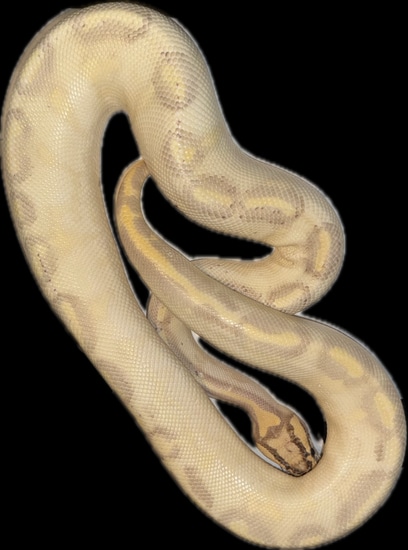Pastel Enchi Highway Breeder Ball Python by Dr. Ball Python