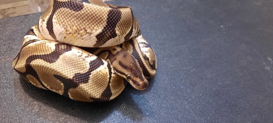 Orange Dream Lucifer Ball Python by Drb exotics