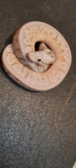 Pewter Calico Het Clown Ball Python by Drb exotics