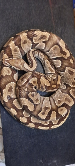 Lucifer Ball Python by Drb exotics