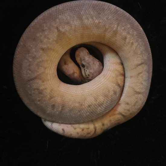 Pewter Calico 100% Het Clown Ball Python by Drb exotics