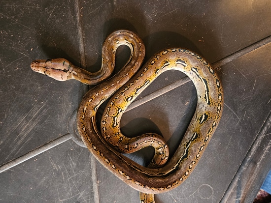 Phantom Anthrax Reticulated Python by Drb exotics