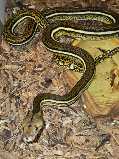Tiger Anthrax Reticulated Python by Drb exotics