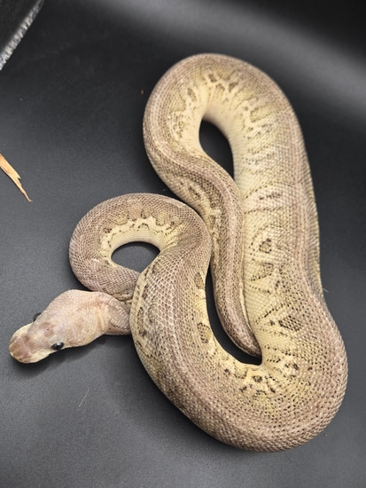 Black Pewter Clown Ball Python by Drb exotics