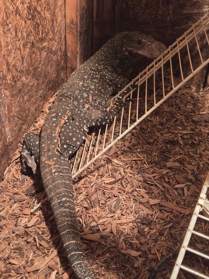 Adult Long Term Captive Male Croc Monitor Crocodile Monitor by Drb exotics