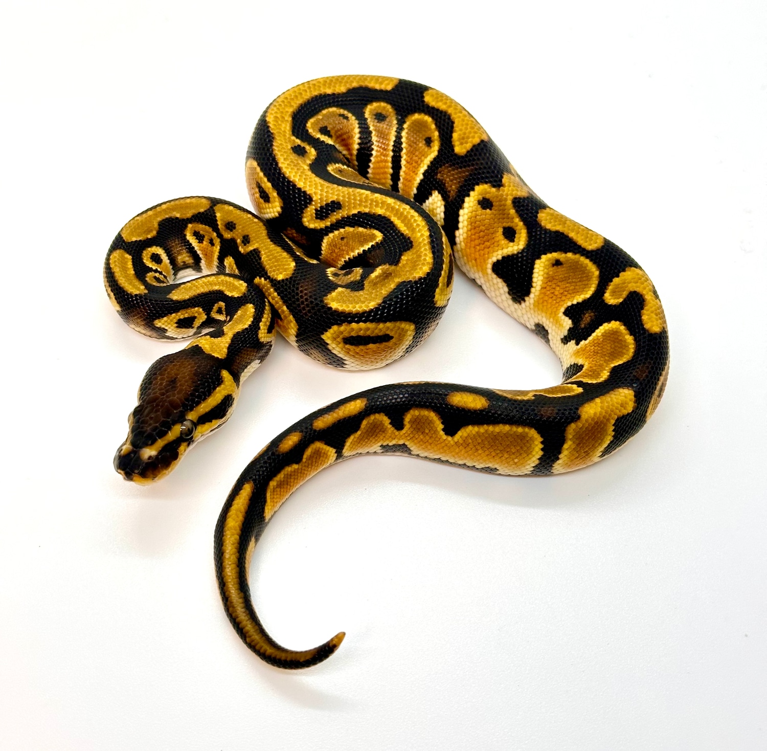 OD Pos Super OD Het Clown 66% Het Pied Ball Python by Bradshaw Reptiles ...