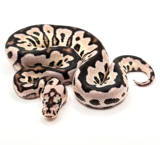 Spotnose VPI Axanthic Clown Ball Python by Bradshaw Reptiles