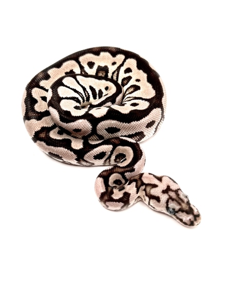 Spotnose Axanthic Clown Ball Python by Bradshaw Reptiles