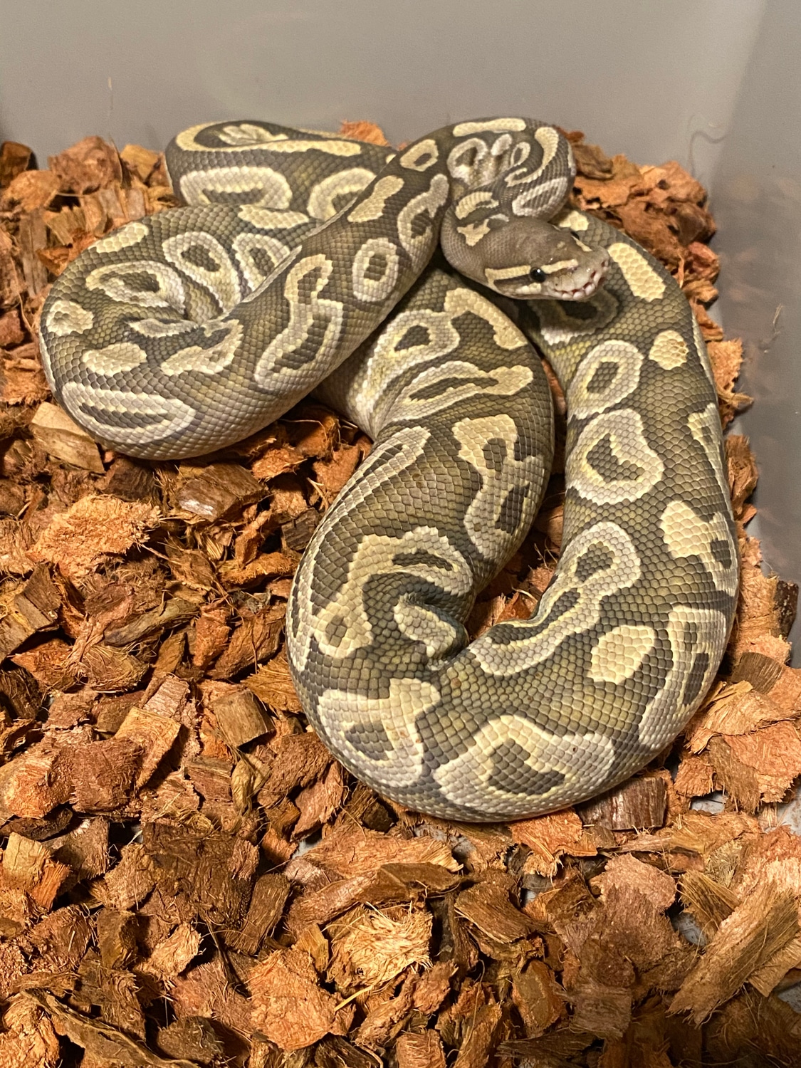 Mojave Ghost Ball Python by Dutton's Reptile Company - MorphMarket