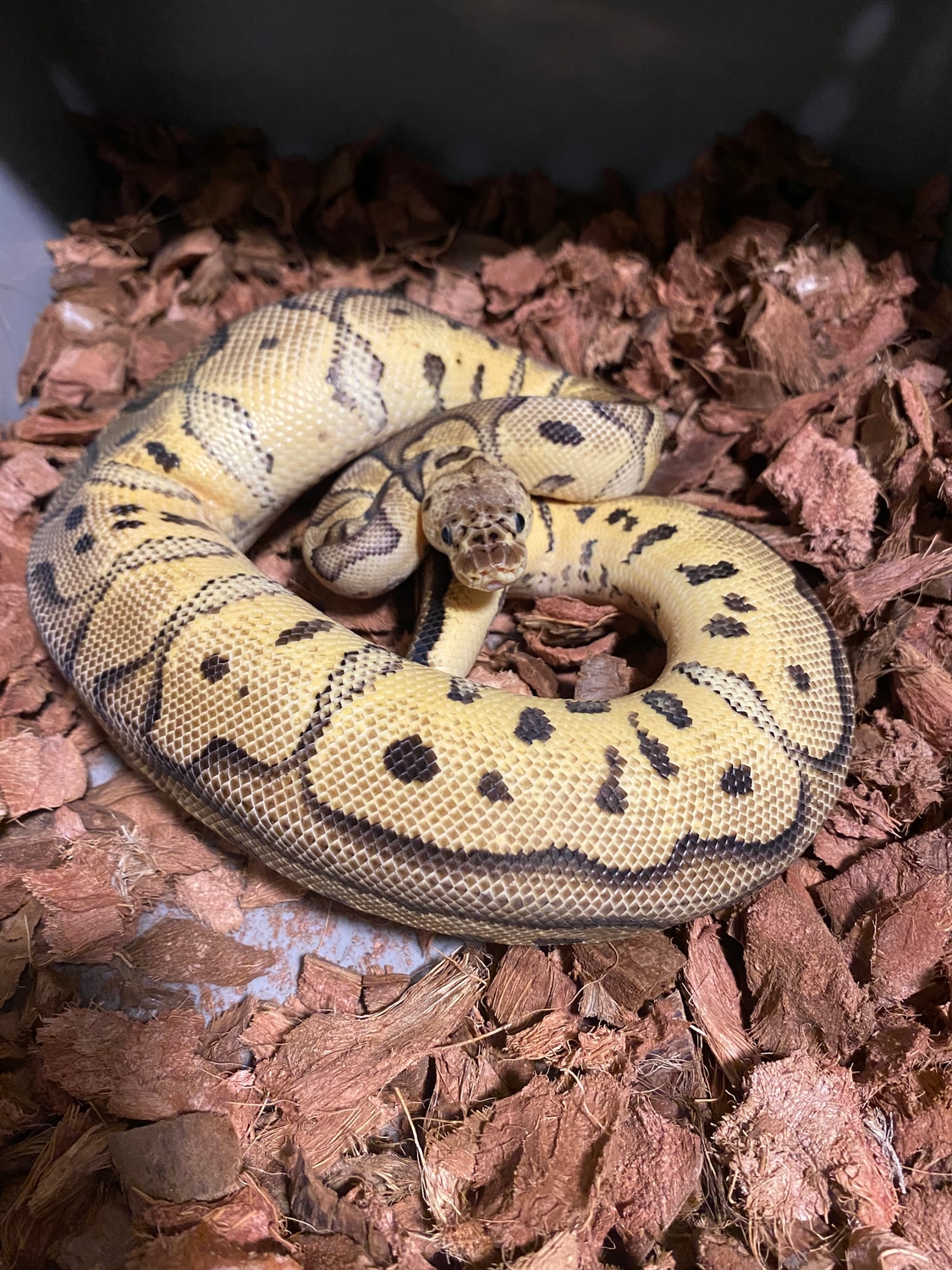 Super Pastel Clown Ball Python by Dutton's Reptile Company - MorphMarket