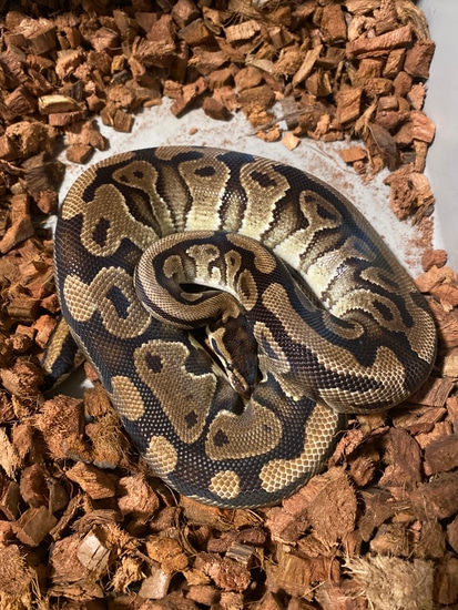 Spector Ball Python by Dutton's Reptile Company