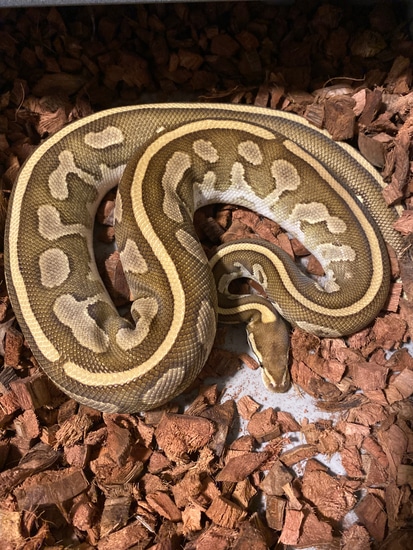 Lesser Leopard Ball Python by Dutton's Reptile Company