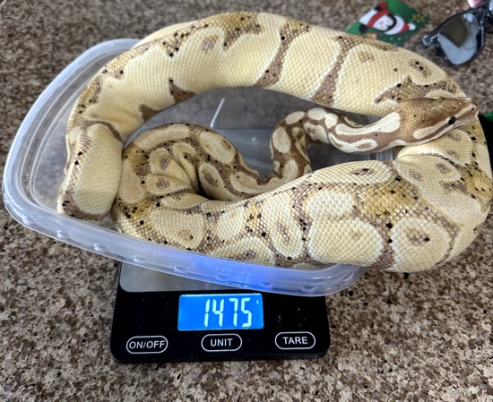 Banana Proven Breeder Ball Python by Luminous Legends