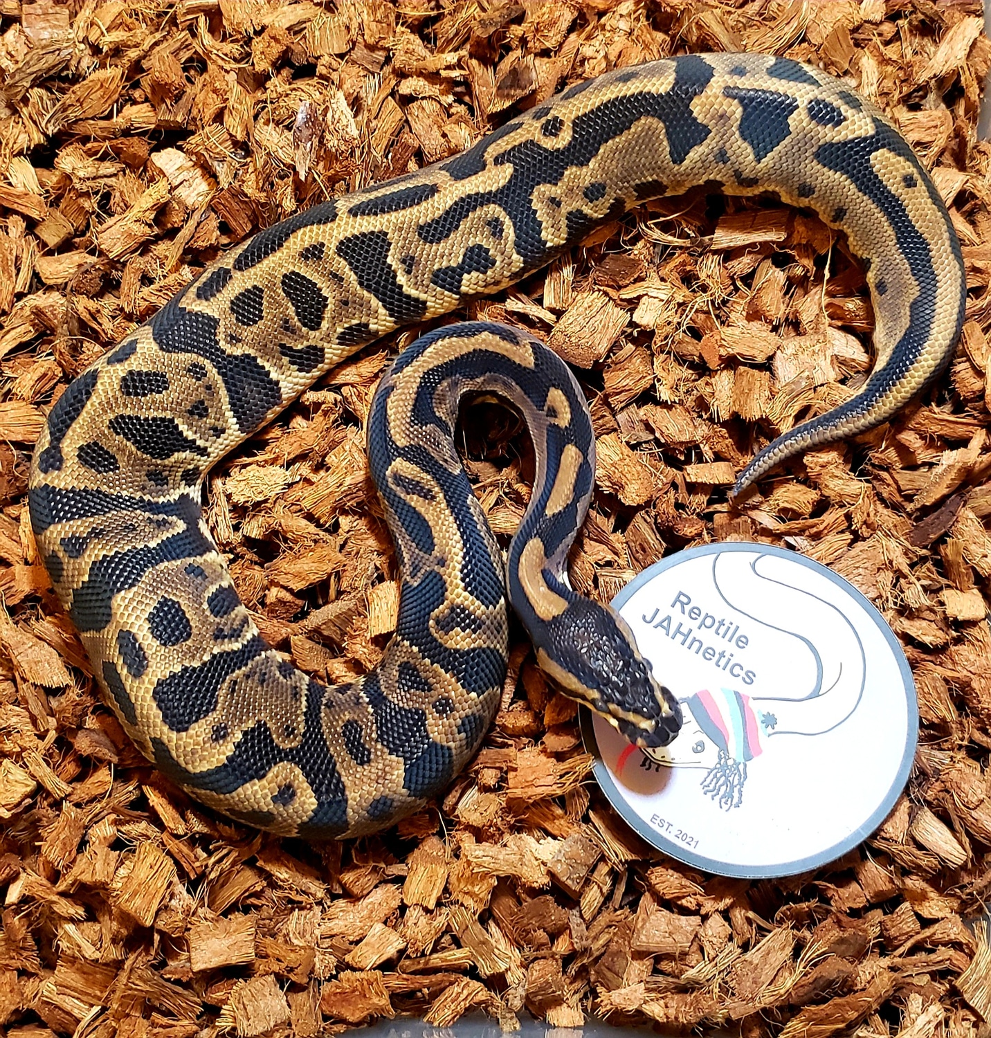 Leopard / Yellowbelly (Ready To Breed) Ball Python by Reptile JAHnetics ...